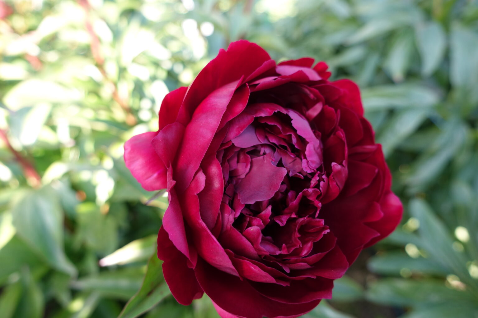 Peony Peter Brand (Early - mid.) - Green Works - Specialist in Peonies