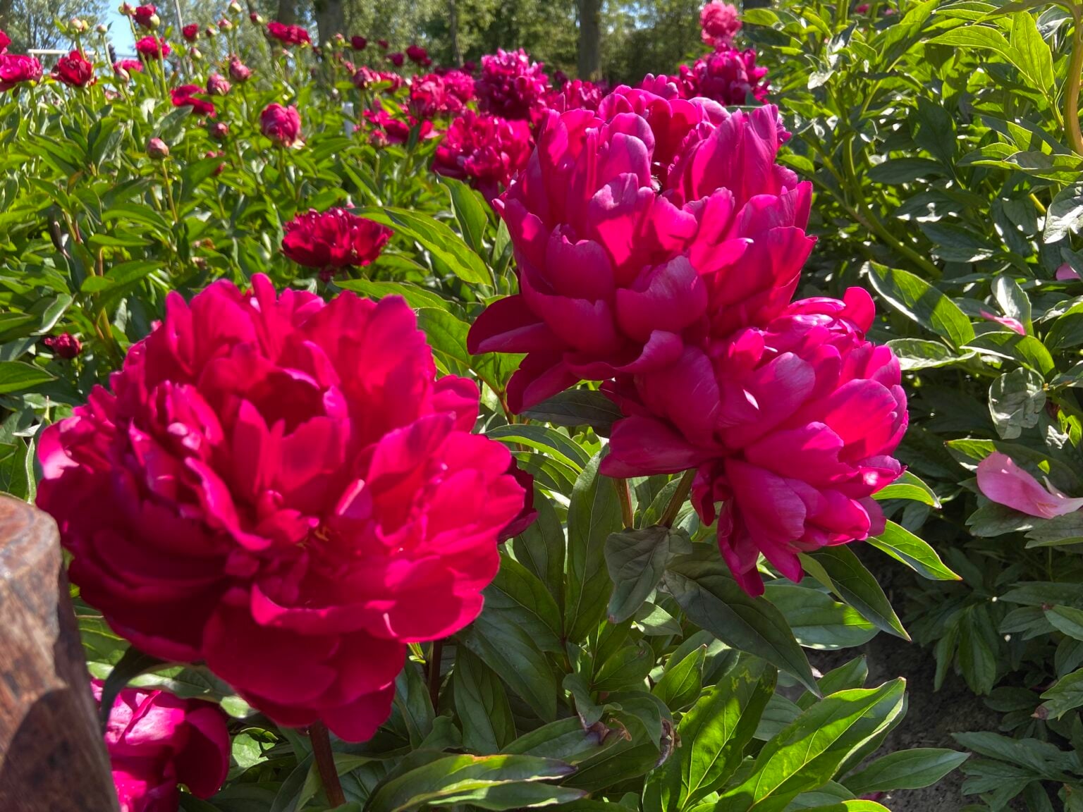 Peony Peter Brand (Early - mid.) - Green Works - Specialist in Peonies