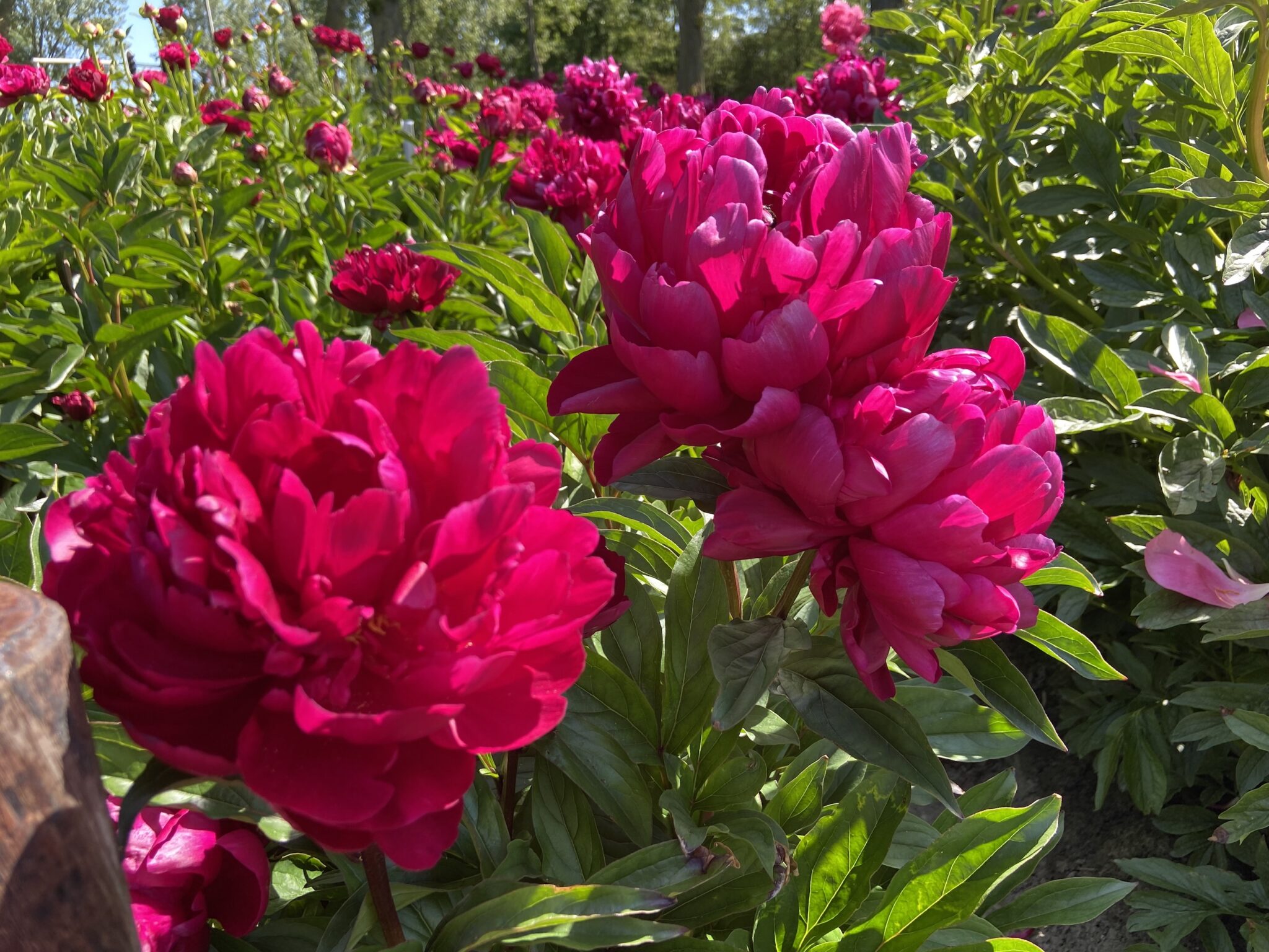 Peony Peter Brand (Early - mid.) - Green Works - Specialist in Peonies