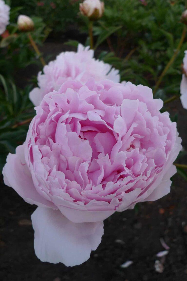 Peony Pillow Talk (Late) - Green Works - Specialist in Peonies