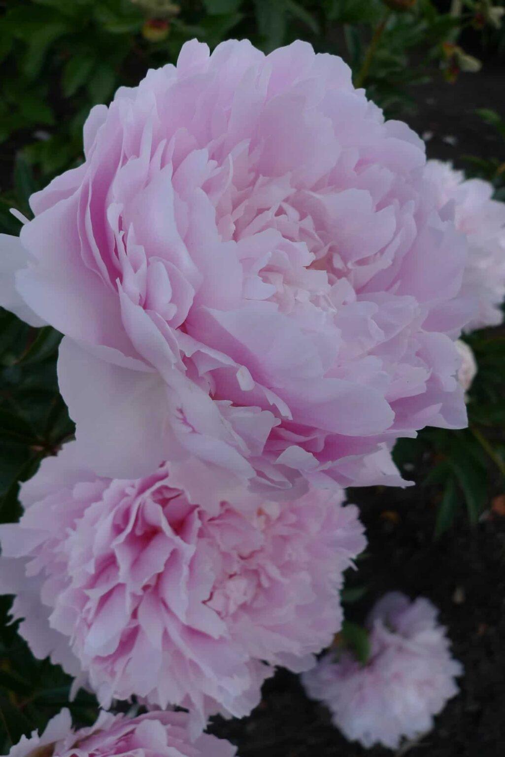 Peony Pillow Talk (Late) - Green Works - Specialist in Peonies