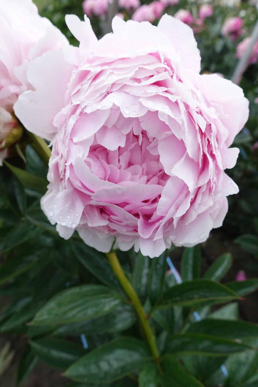 Peony Pillow Talk (Late) - Green Works - Specialist in Peonies