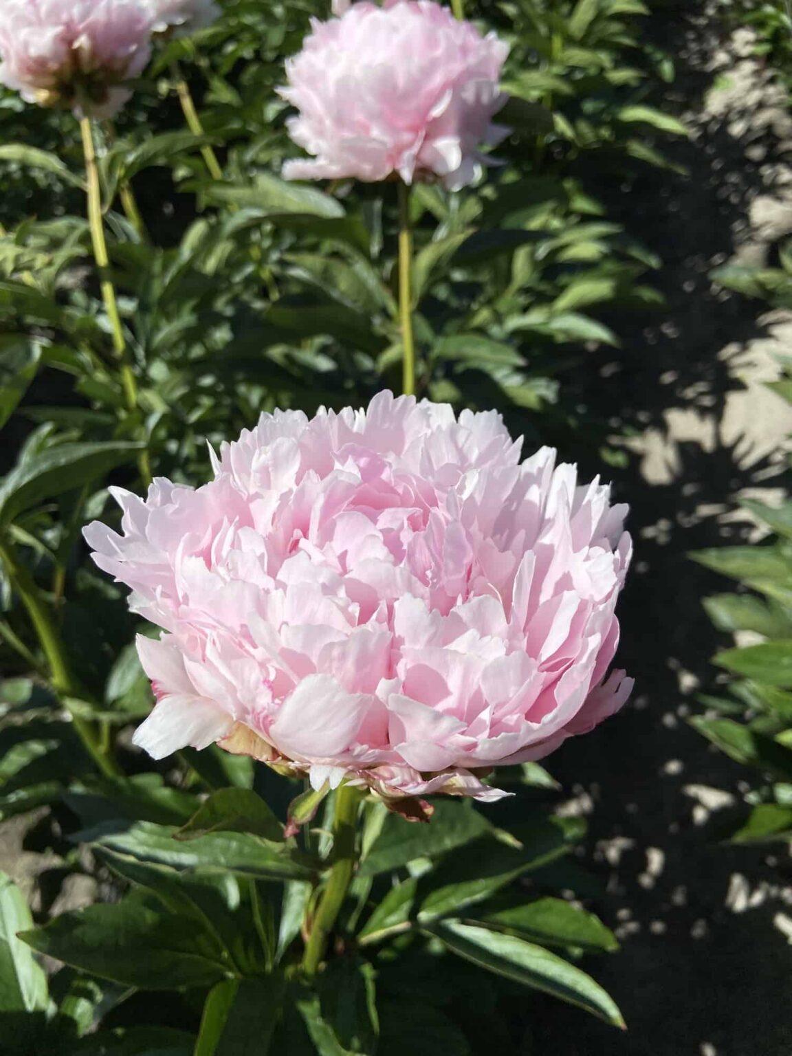 Peony Pillow Talk (Late) - Green Works - Specialist in Peonies