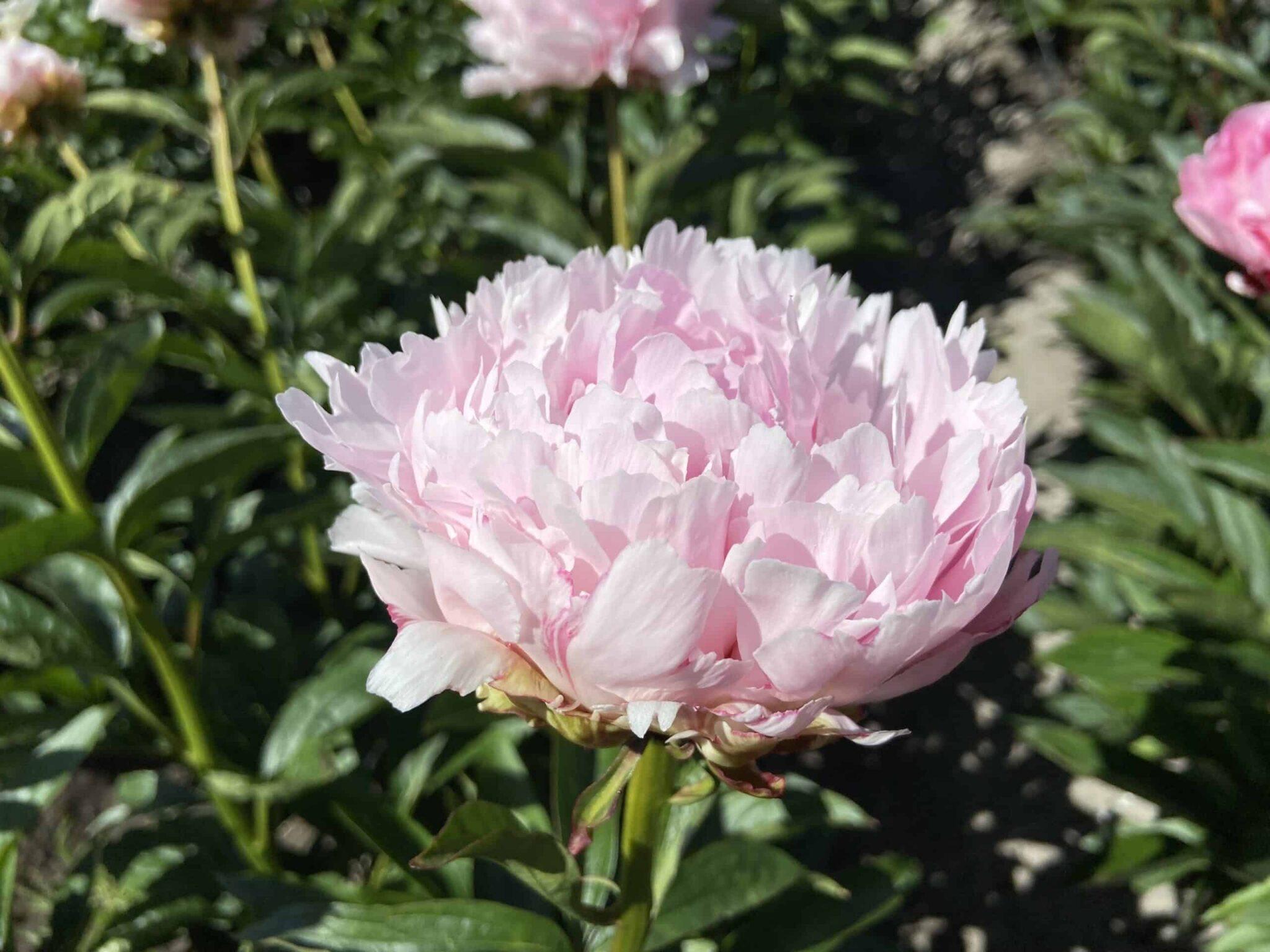 Peony Pillow Talk (Late) - Green Works - Specialist in Peonies