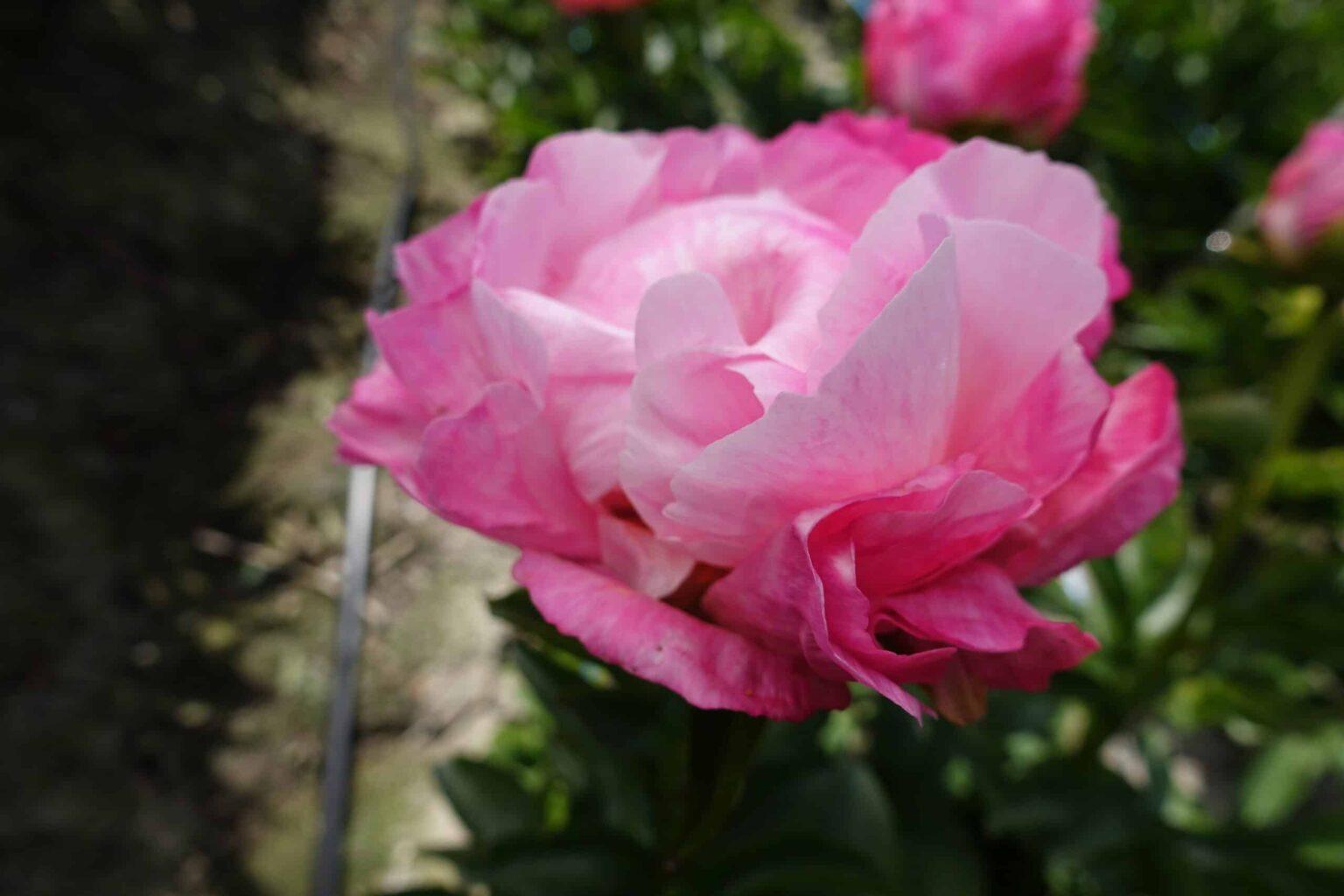 Peony Pink Choice (Early) - Green Works - Specialist in Peonies