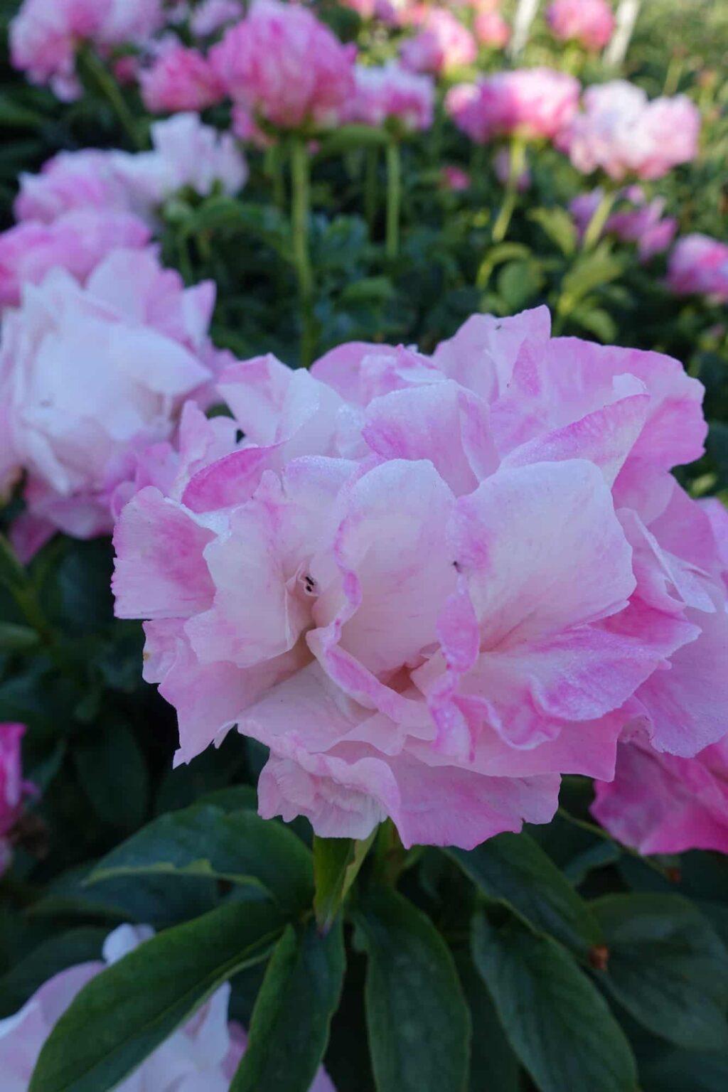 Peony Pink Choice (Early) - Green Works - Specialist in Peonies