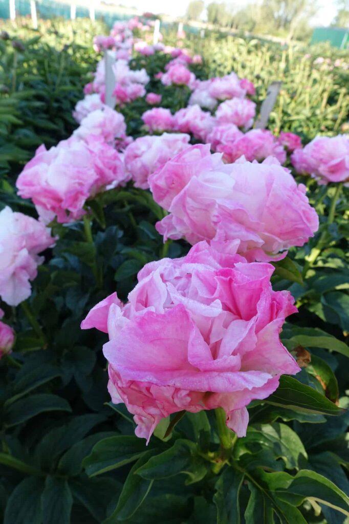 Peony Pink Choice (Early) - Green Works - Specialist in Peonies
