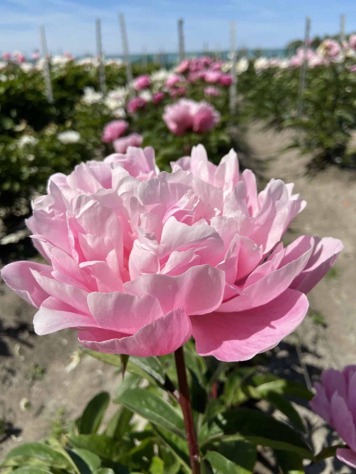 Peony Pink Parfait (Late) - Green Works - Specialist in Peonies