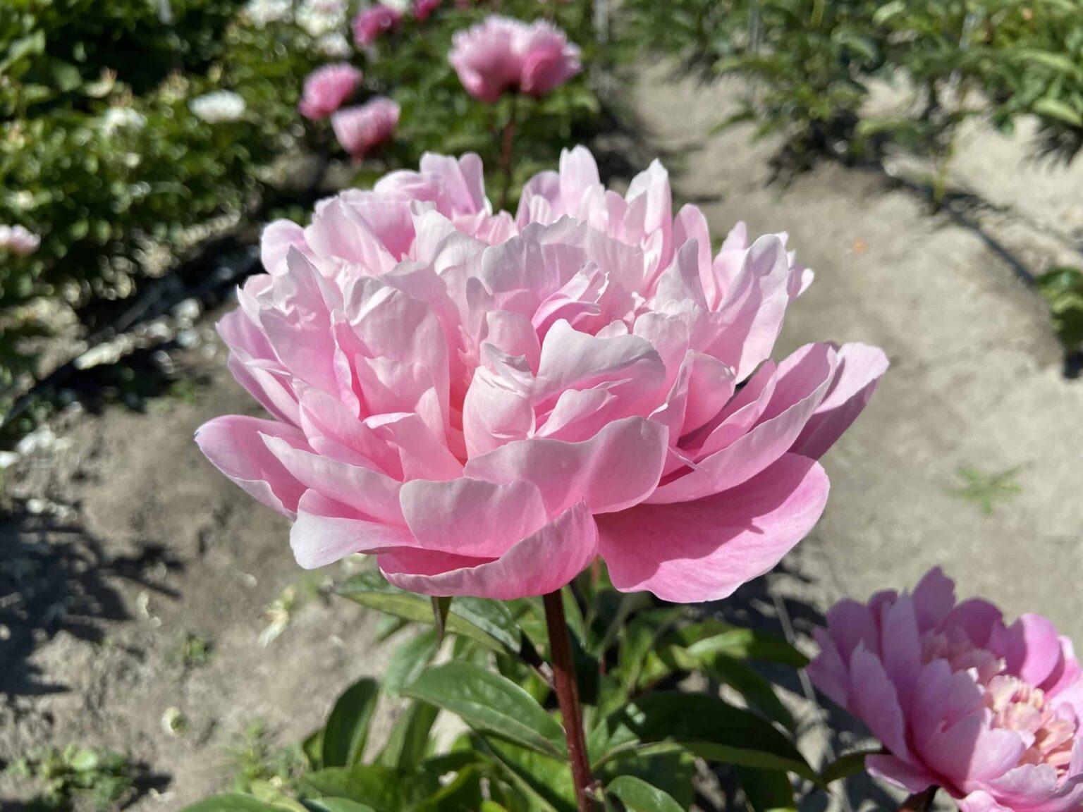 Peony Pink Parfait (Late) - Green Works - Specialist in Peonies