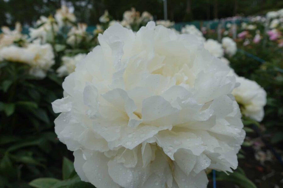 Peony Puffed Cotton (Mid.) - Green Works - Specialist in Peonies