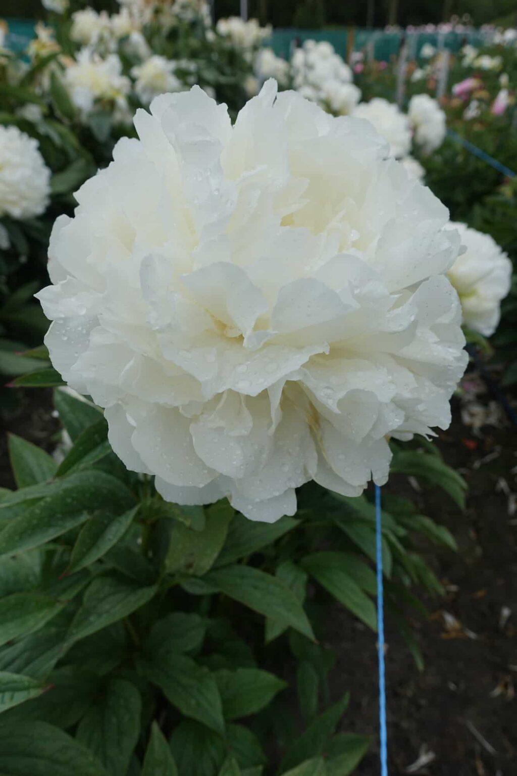 Peony Puffed Cotton (Mid.) - Green Works - Specialist in Peonies