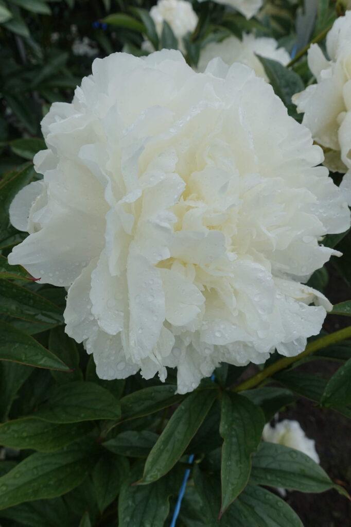 Peony Puffed Cotton (Mid.) - Green Works - Specialist in Peonies