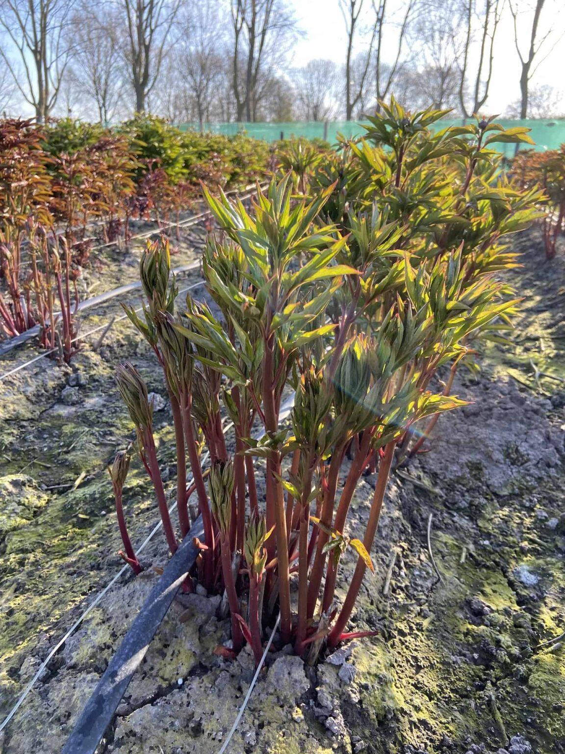 Peony Puffed Cotton (Mid.) - Green Works - Specialist in Peonies