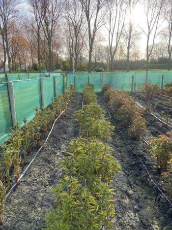 Peony Puffed Cotton (Mid.) - Green Works - Specialist in Peonies