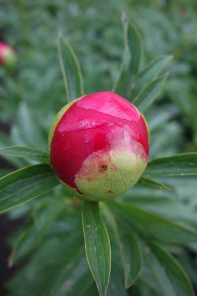 Peony Raspberry Charm (Early - mid.) - Green Works - Specialist in Peonies