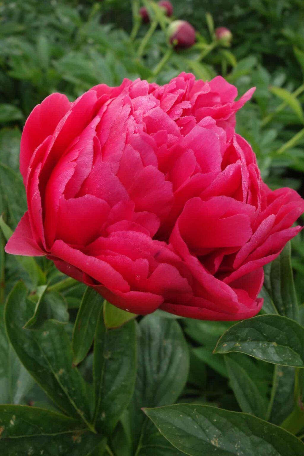 Peony Raspberry Charm (Early - mid.) - Green Works - Specialist in Peonies