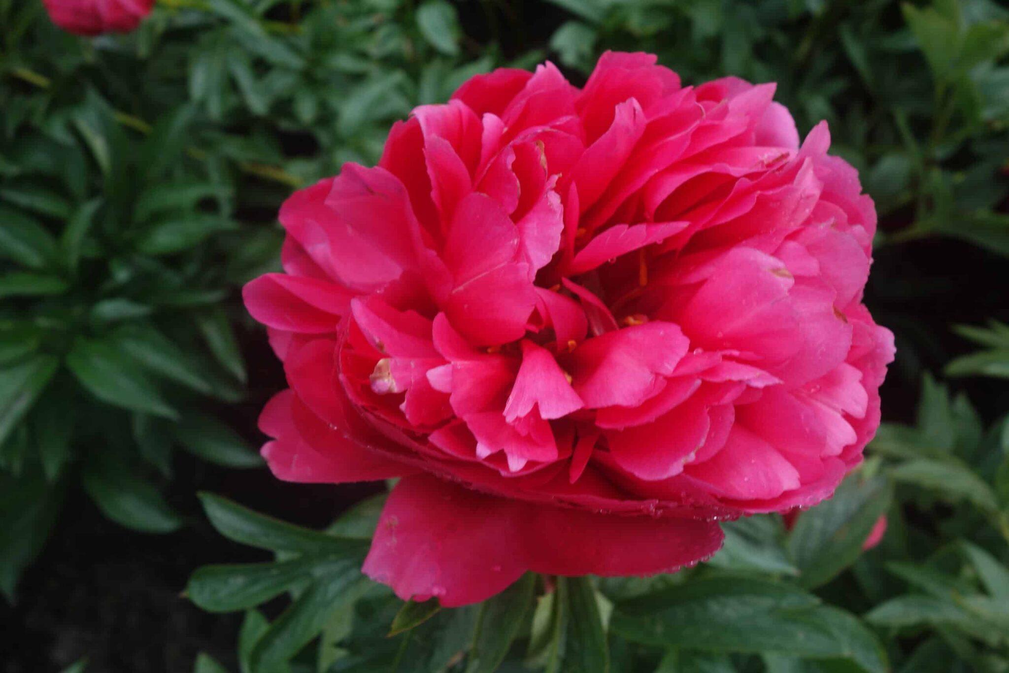 Peony Raspberry Charm (Early - mid.) - Green Works - Specialist in Peonies