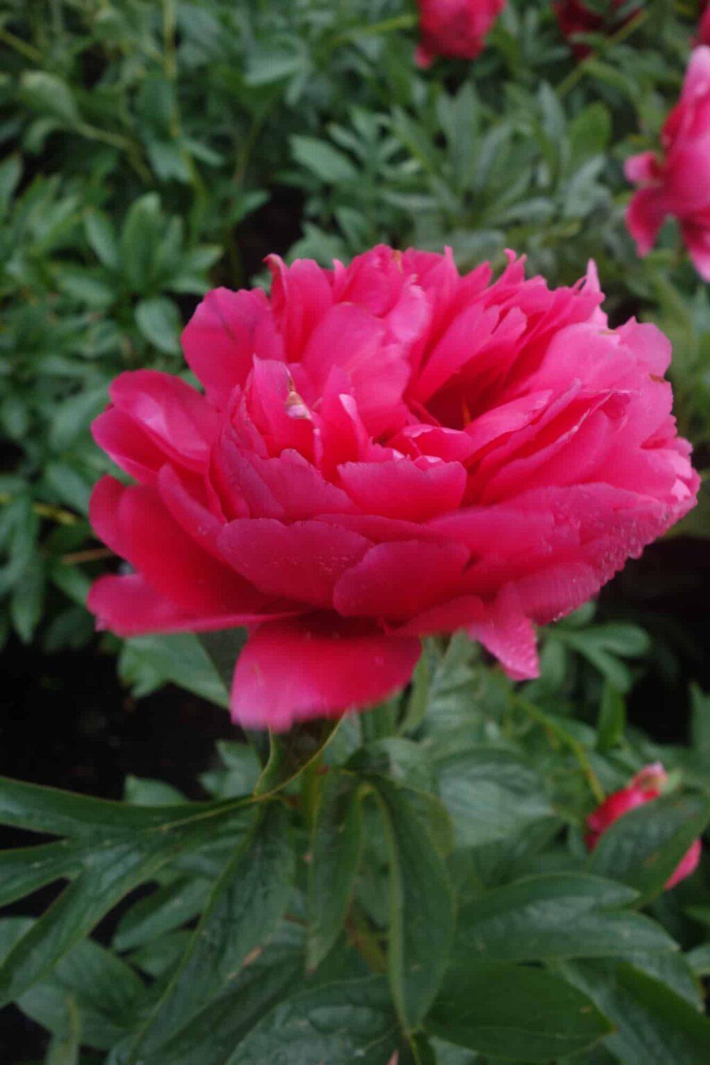 Peony Raspberry Charm (Early - mid.) - Green Works - Specialist in Peonies