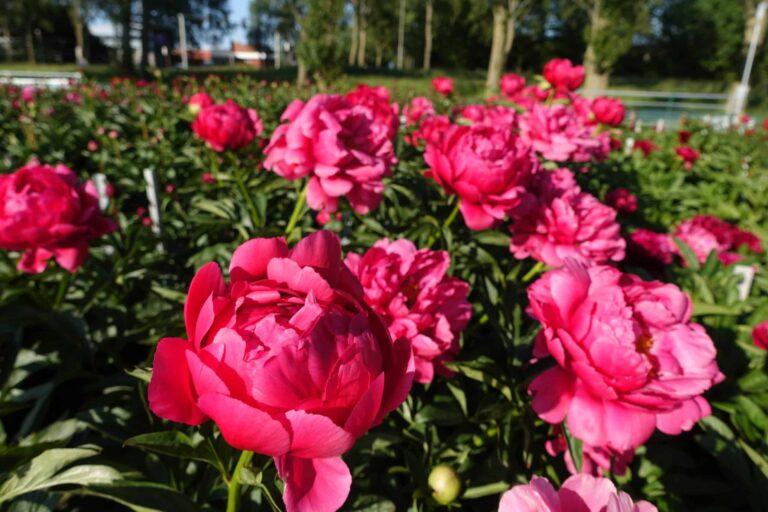 Peony Raspberry Charm (Early - mid.) - Green Works - Specialist in Peonies