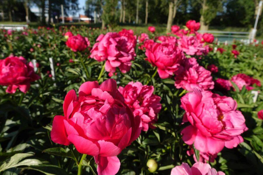 Peony Raspberry Charm (Early - mid.) - Green Works - Specialist in Peonies