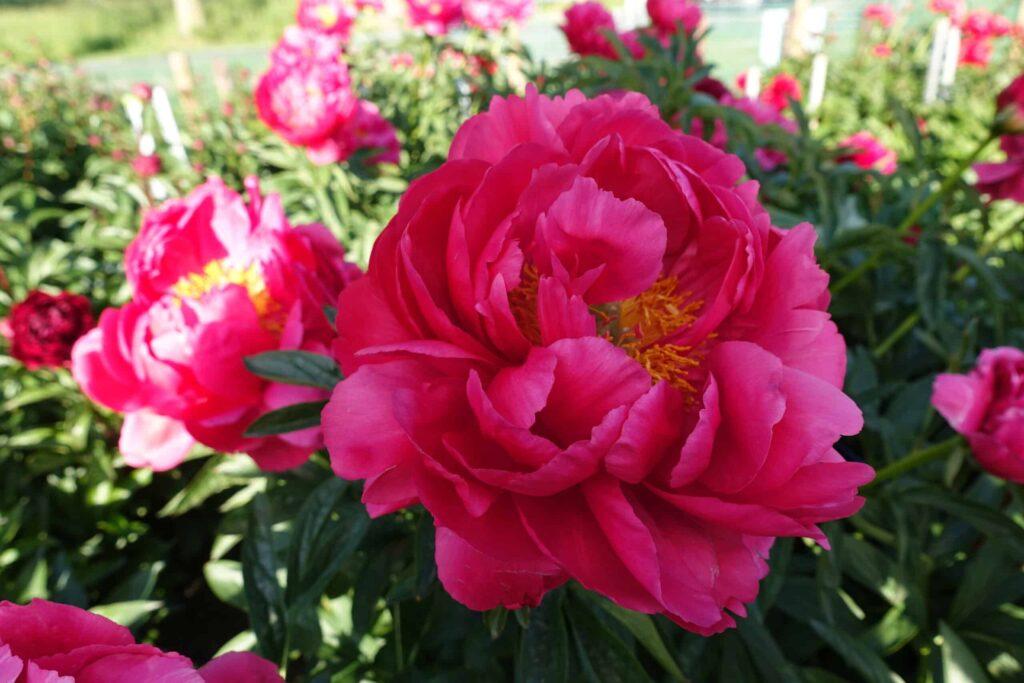 Peony Raspberry Charm (Early - mid.) - Green Works - Specialist in Peonies