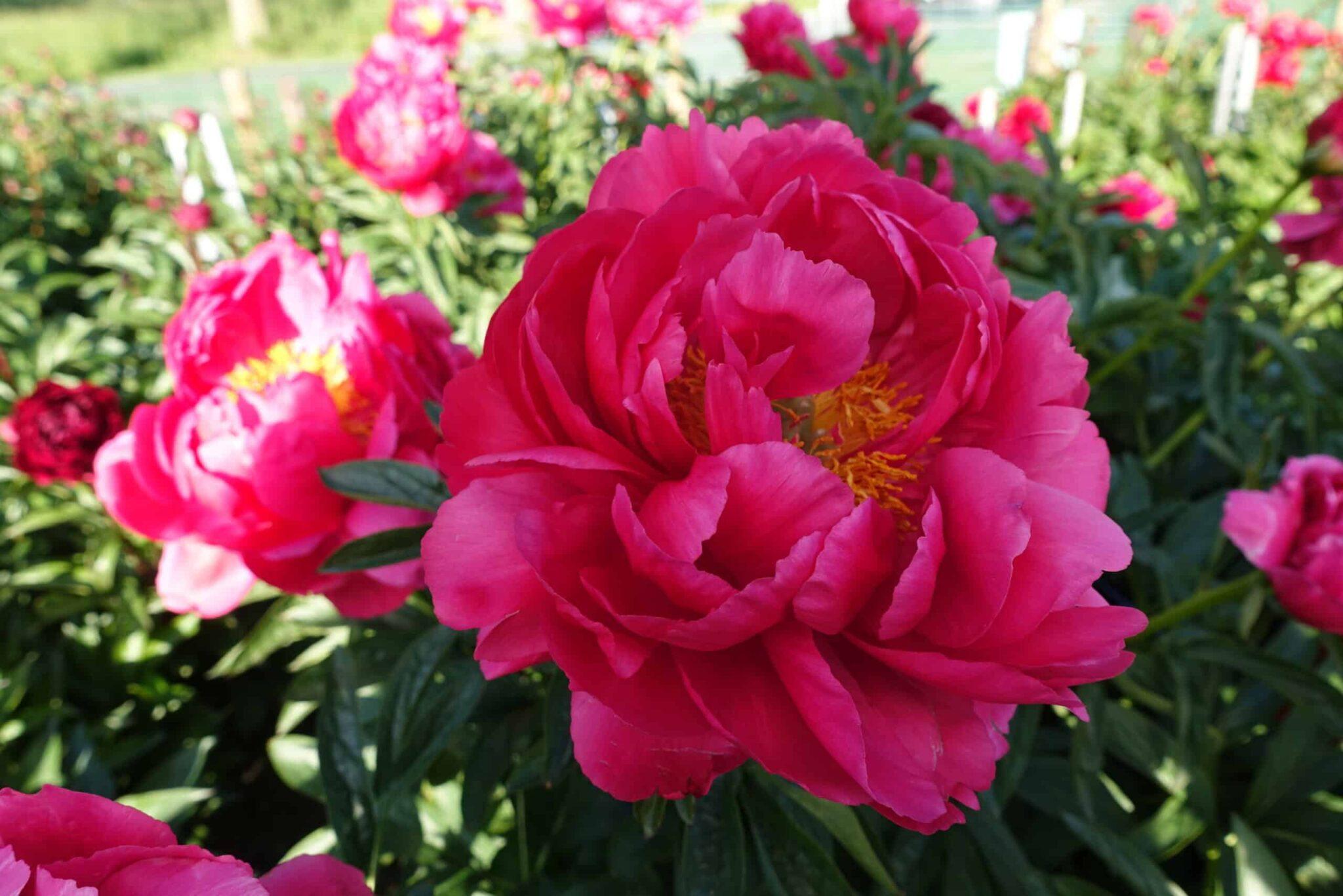 Peony Raspberry Charm (Early - mid.) - Green Works - Specialist in Peonies