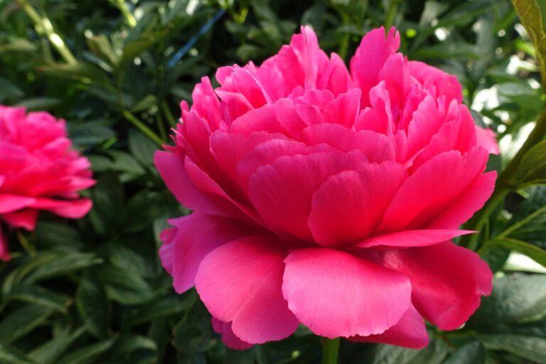 Peony Raspberry Charm (Early - mid.) - Green Works - Specialist in Peonies