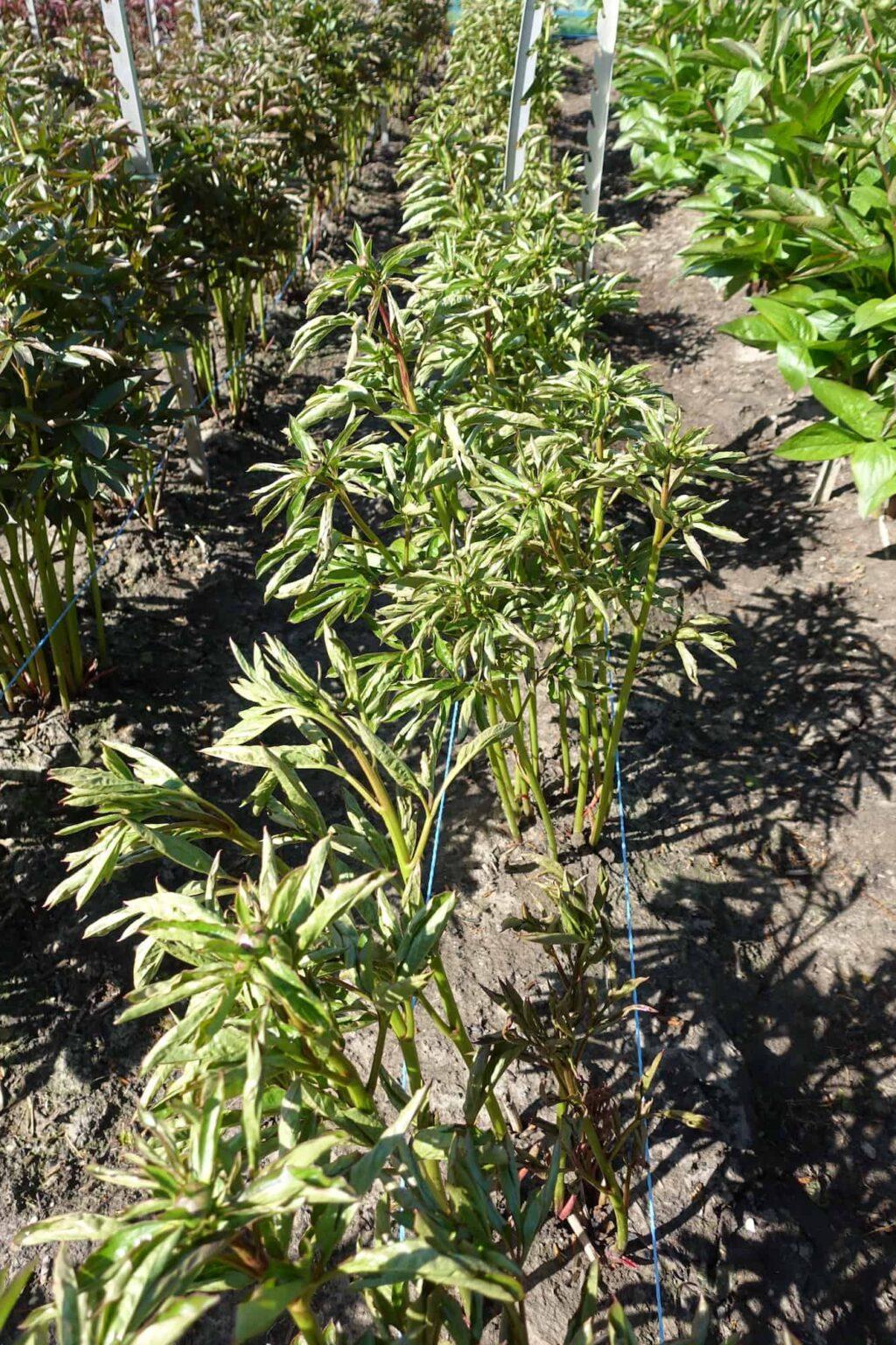 Peony Raspberry Sundae (Early - mid.) - Green Works - Specialist in Peonies