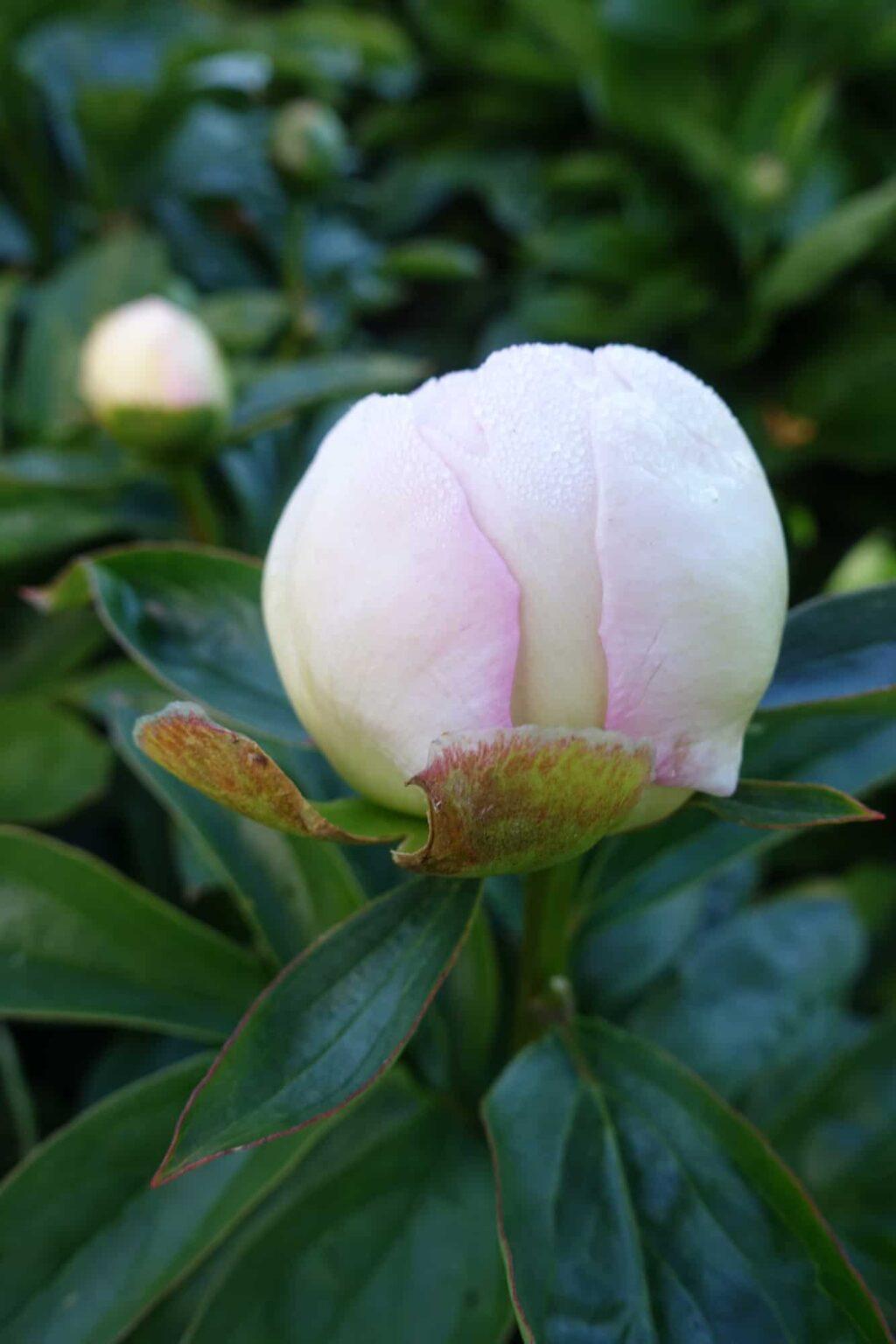 Peony Raspberry Sundae (Early - mid.) - Green Works - Specialist in Peonies