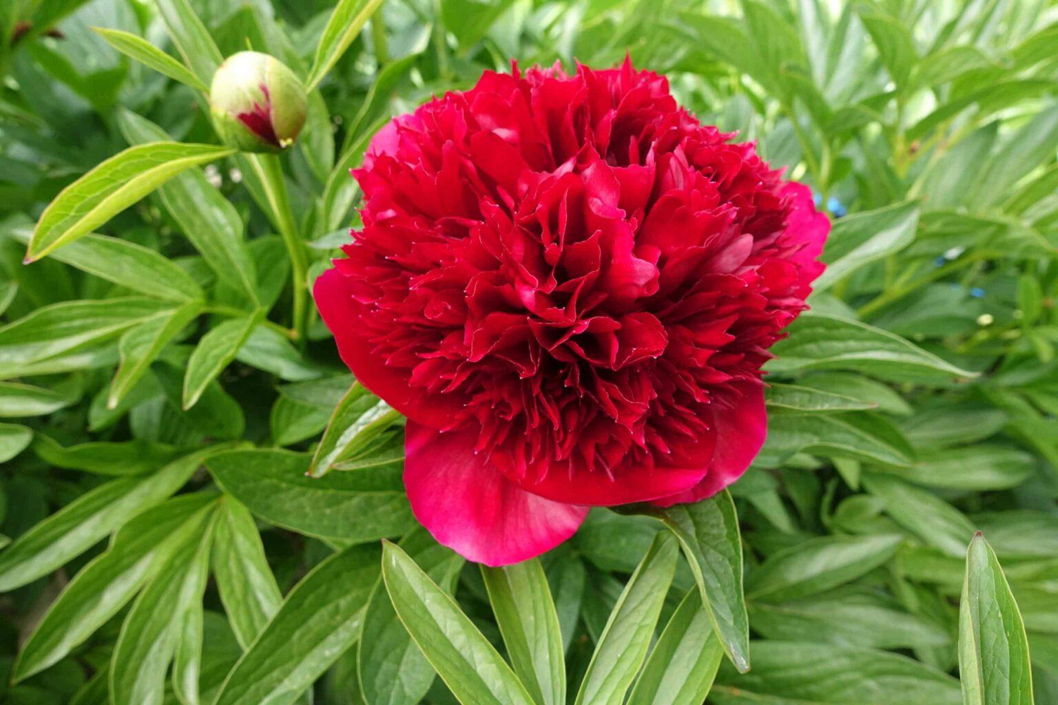Peony Red Charm (Early) - Green Works - Specialist in Peonies