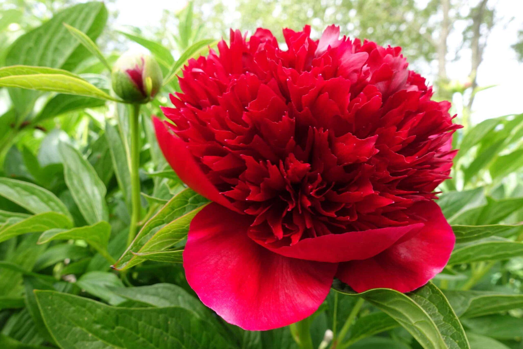 Peony Red Charm (Early) - Green Works - Specialist in Peonies