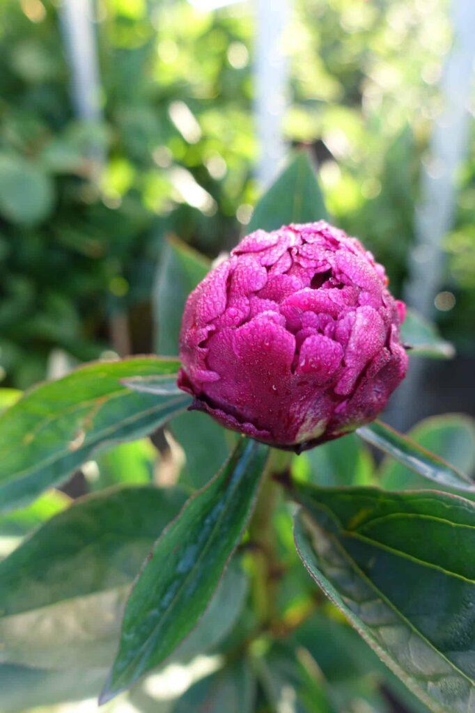Peony Red Magic (Early - mid) - Green Works - Specialist in Peonies