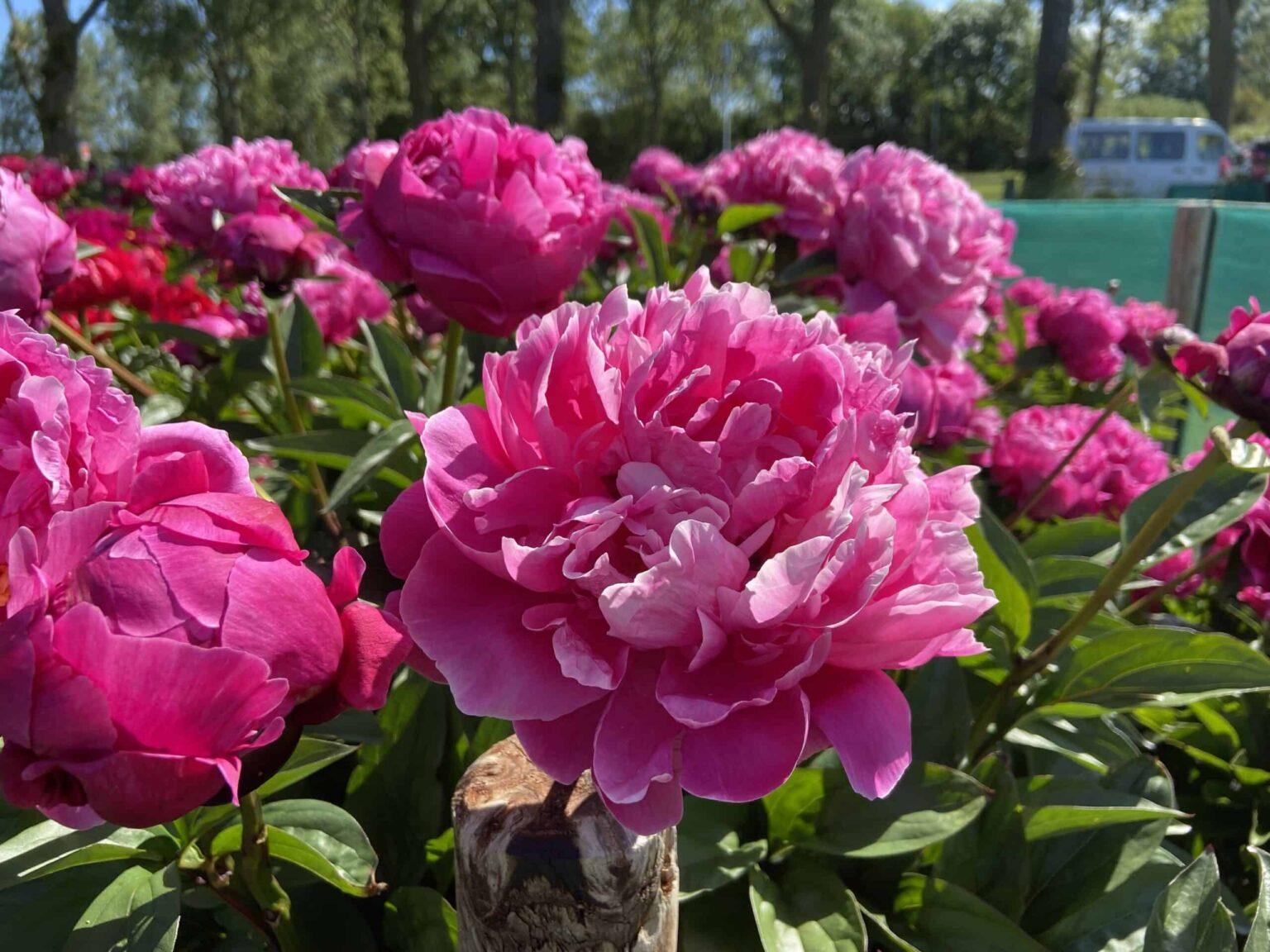 Peony Red Sarah Bernhardt (Mid.) - Green Works - Specialist in Peonies