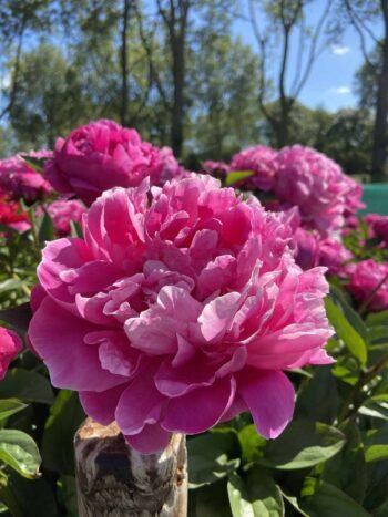 Peony Red Sarah Bernhardt (Mid.) - Green Works - Specialist in Peonies