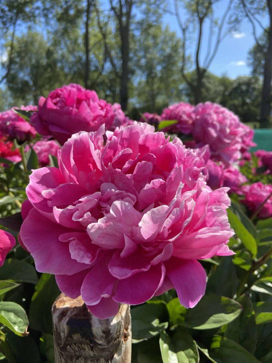 Peony Red Sarah Bernhardt (Mid.) - Green Works - Specialist in Peonies