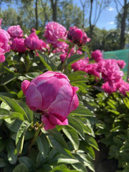Peony Red Sarah Bernhardt (Mid.) - Green Works - Specialist in Peonies