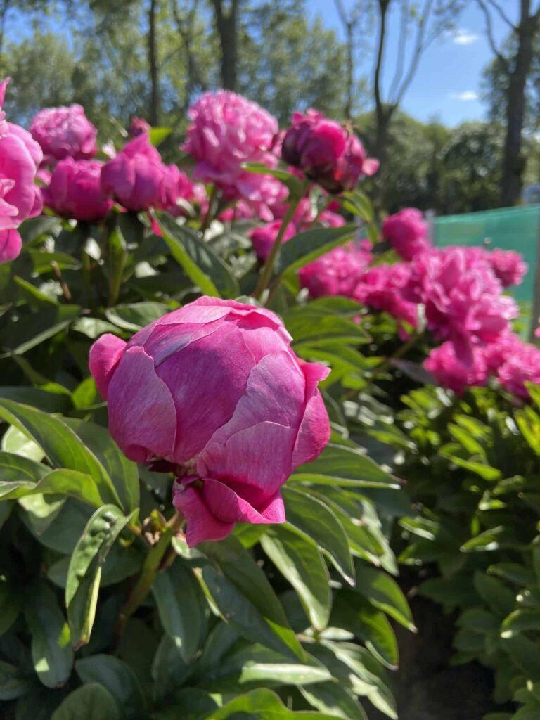 Peony Red Sarah Bernhardt (Mid.) - Green Works - Specialist in Peonies