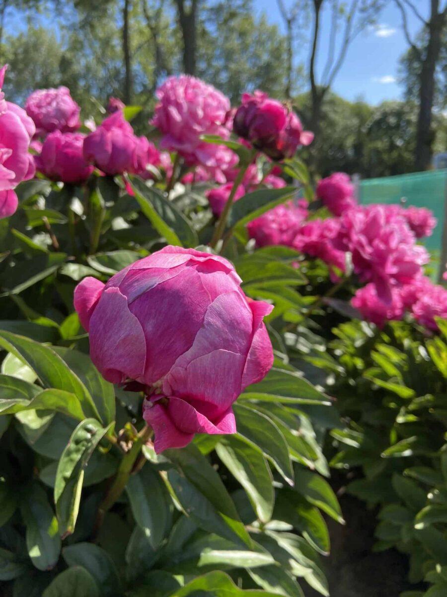 Peony Red Sarah Bernhardt (Mid.) - Green Works - Specialist in Peonies