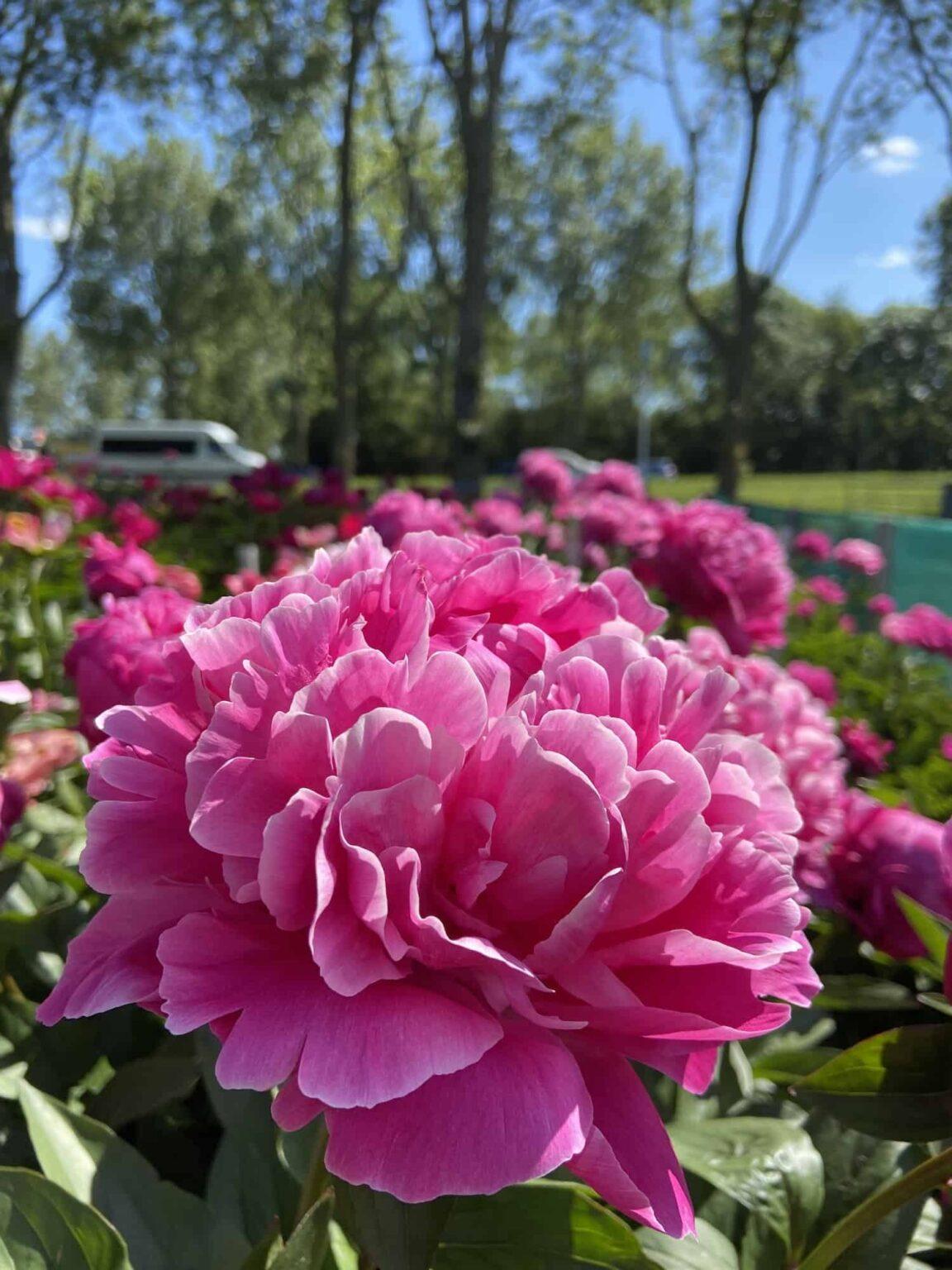 Peony Red Sarah Bernhardt (Mid.) - Green Works - Specialist in Peonies
