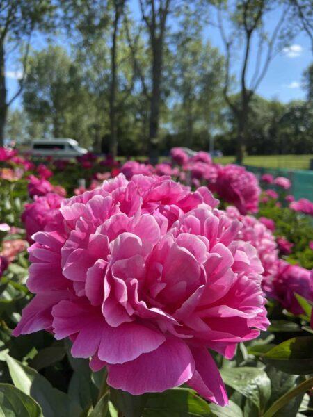 Peony Red Sarah Bernhardt (Mid.) - Green Works - Specialist in Peonies