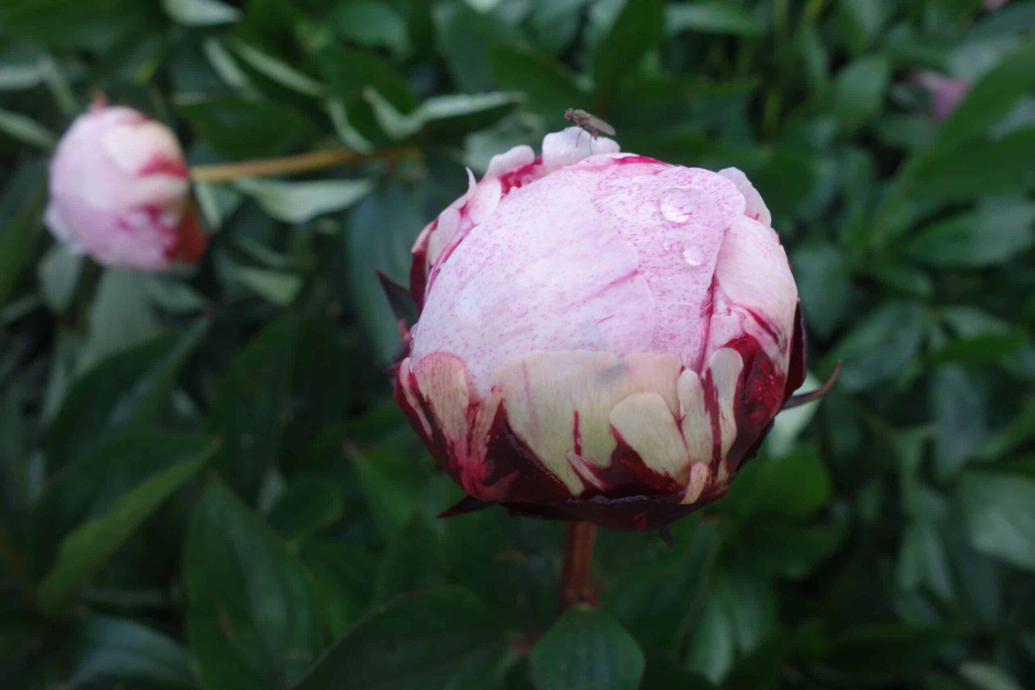 Peony Sarah Bernhardt Unique™ (Late) - Green Works - Specialist in Peonies