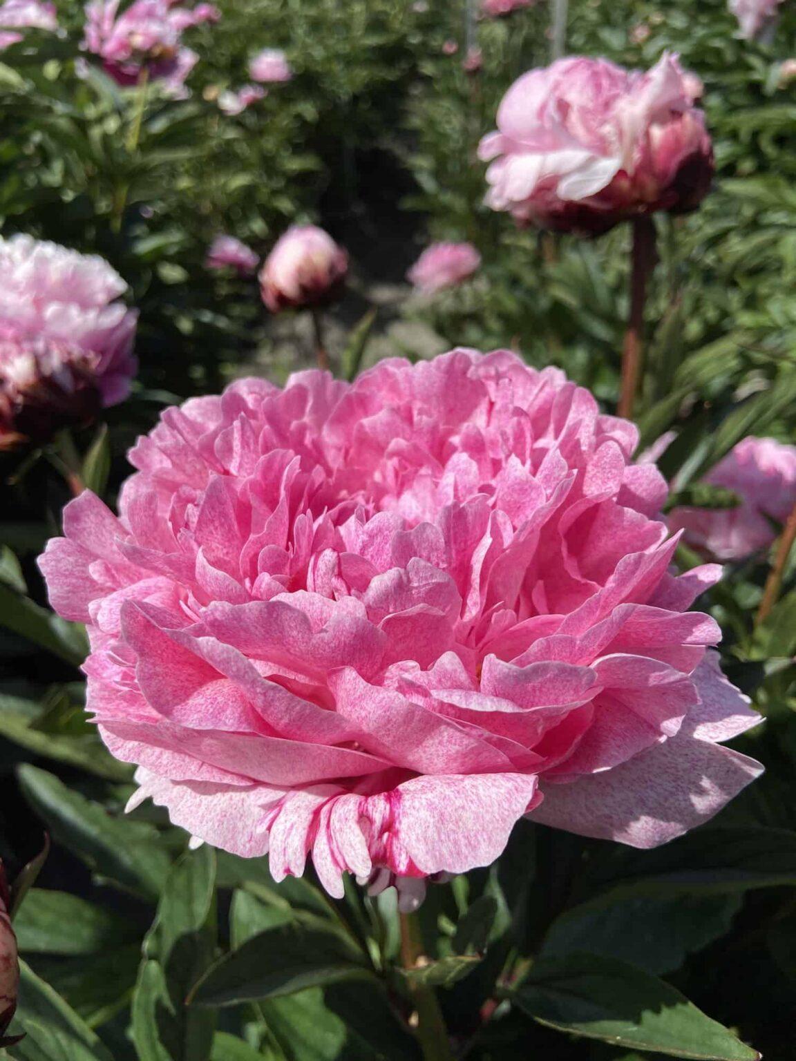 Peony Sarah Bernhardt Unique™ (Late) - Green Works - Specialist in Peonies