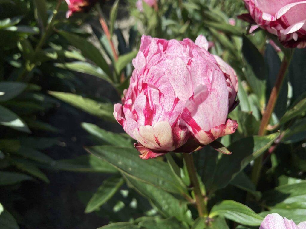 Peony Sarah Bernhardt Unique™ (Late) - Green Works - Specialist in Peonies