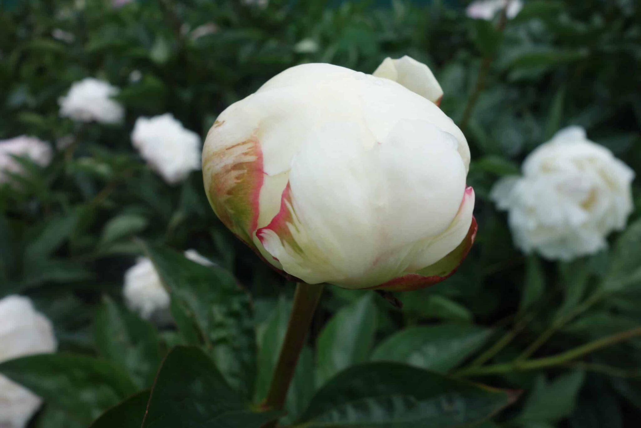 Peony Snow Mountain (Late) - Green Works - Specialist in Peonies