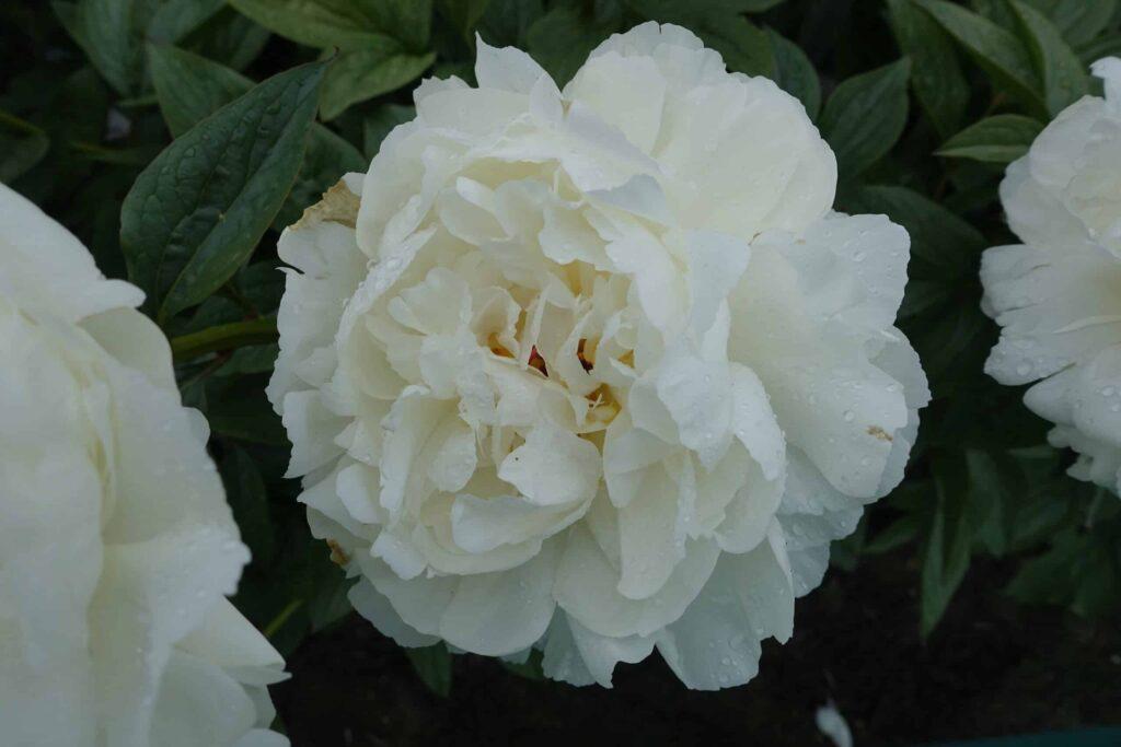 Peony Snow Mountain (Late) - Green Works - Specialist in Peonies