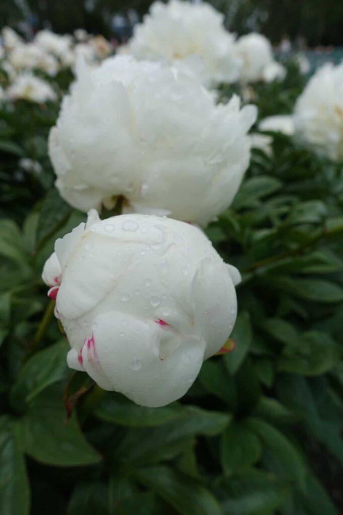Peony Snow Mountain (Late) - Green Works - Specialist in Peonies