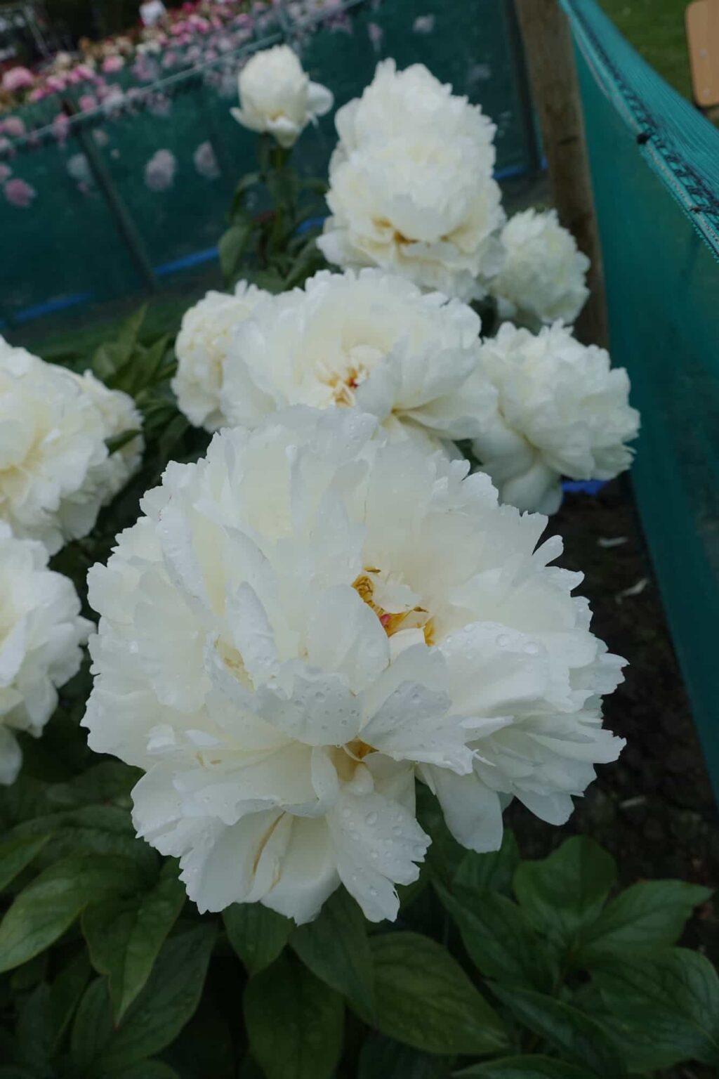 Peony Snow Mountain (Late) - Green Works - Specialist in Peonies