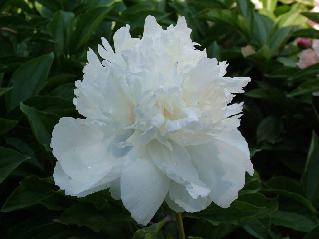 Peony Snow Mountain (Late) - Green Works - Specialist in Peonies