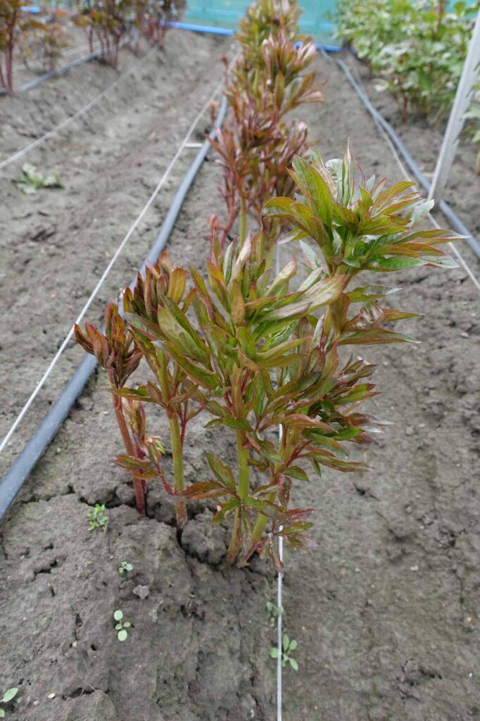 Peony Pastelegance (Early - mid.) - Green Works - Specialist in Peonies
