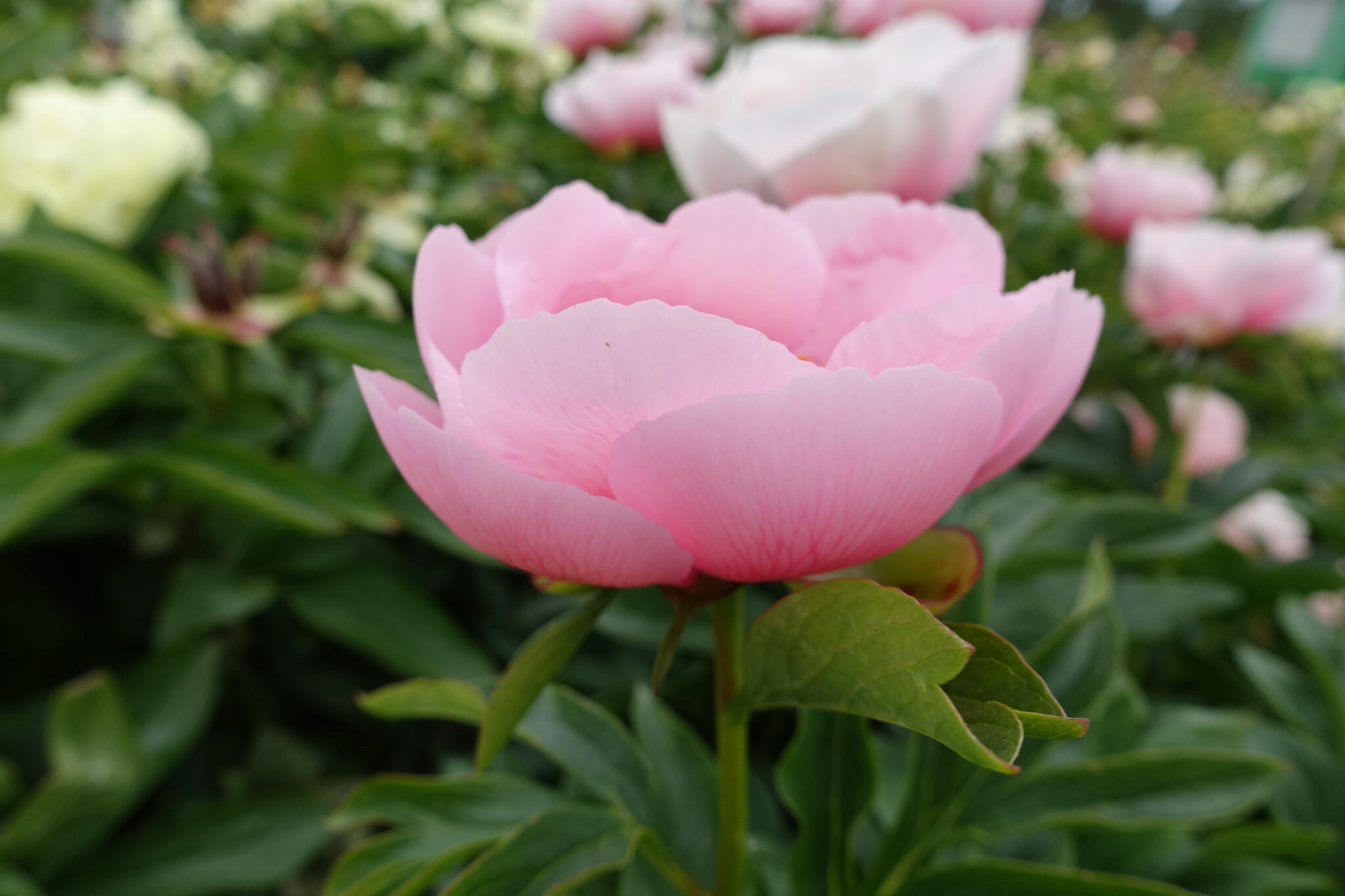 Peony Soft Salmon Saucer (Early) - Green Works - Specialist in Peonies